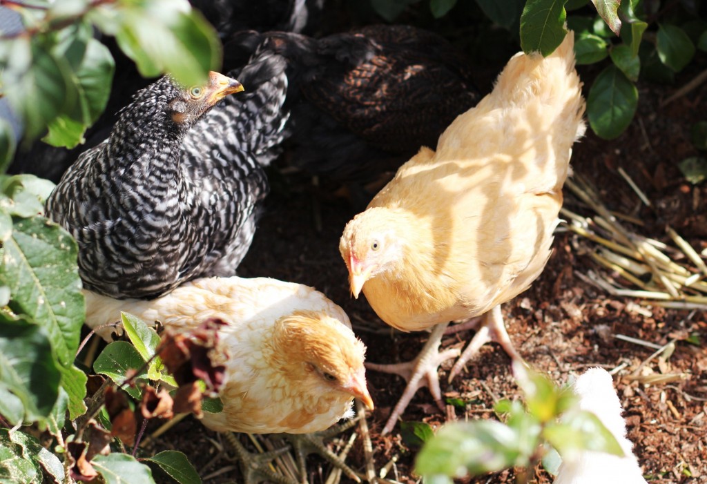 Raising Backyard Chickens As Pets - One Hundred Dollars a Month