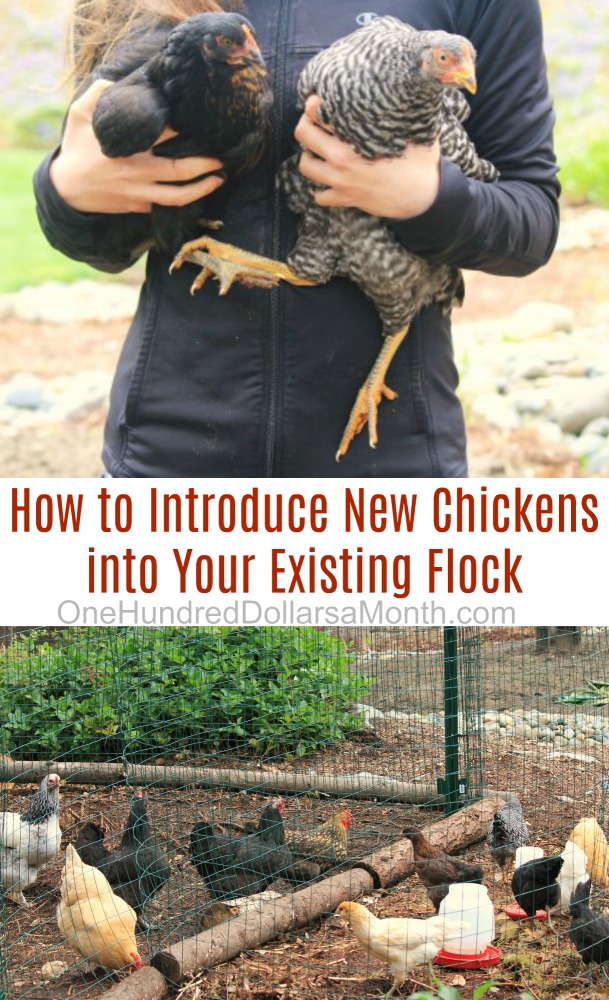 How To Introduce New Chickens Into Your Existing Flock One Hundred
