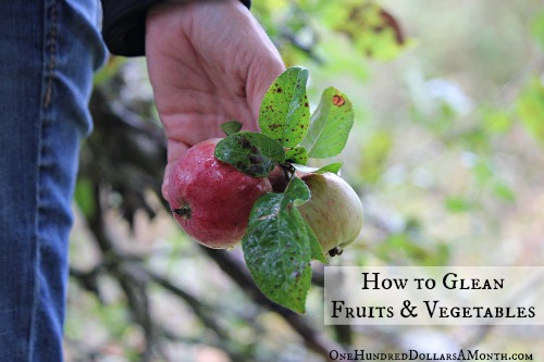 How to Glean Fruit and Vegetables - Free Apples - One Hundred Dollars a ...