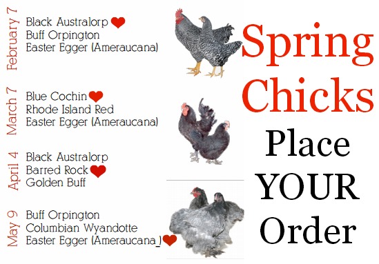 Garden Sphere | Tacoma, Washington - Reserve Your Chicks Now! - One ...