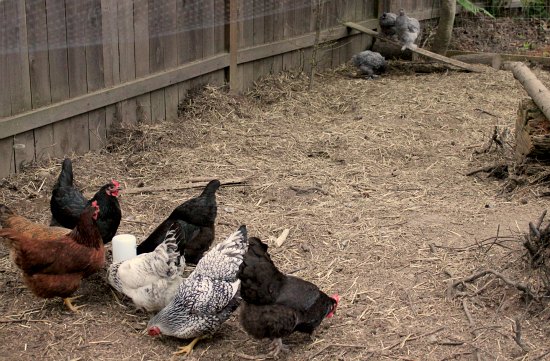 Introducing New Chickens Into Your Existing Flock One Hundred Dollars