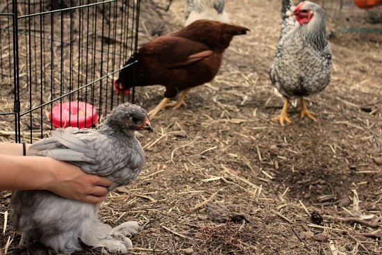 Introducing New Chickens Into Your Existing Flock One Hundred Dollars