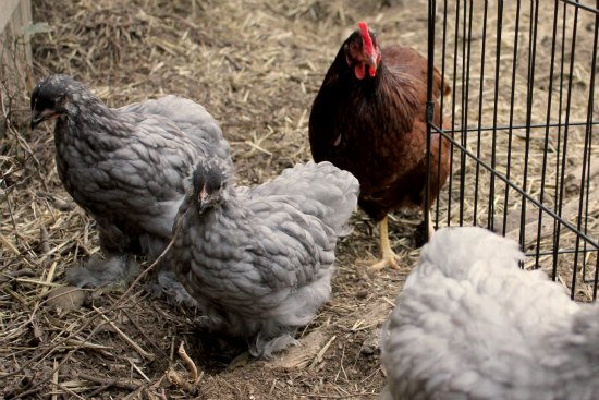 Introducing New Chickens Into Your Existing Flock One Hundred Dollars