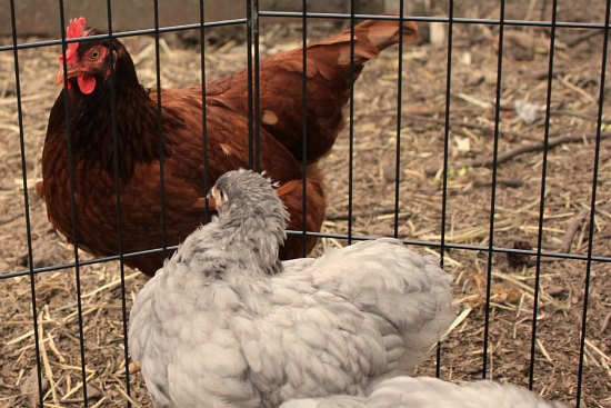 Introducing New Chickens Into Your Existing Flock One Hundred Dollars