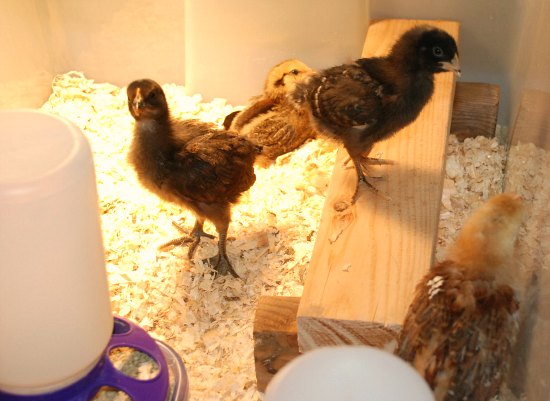 Everything You Need To Know About Raising Baby Chicks One Hundred